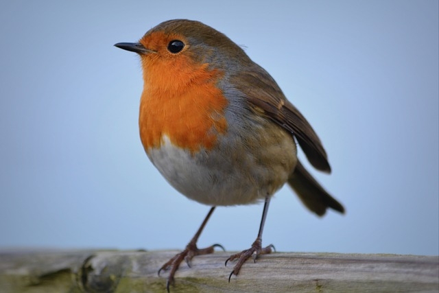 Vogelafdeling Heist-op-den-Berg I Tuincentrum Thiels - Tuincentrum Thiels